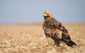 HAPPY ENDING TO A GREAT DRAMA: Serbian Imperial Eagle Felix Returns ...