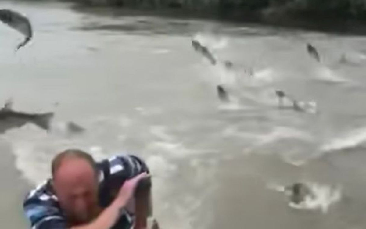 NEOBIČAN FENOMEN NA DUNAVU: Jato riba iskočilo pola metra iz vode ...