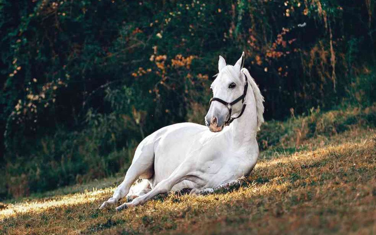 MEDO JE NAJTEŽI NA PLANETI: Konj iz Srbije kandidat za Ginisovu knjigu ...