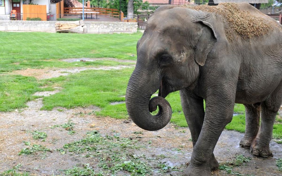 UGINULA LEGENDARNA SLONICA TVIGI: U Beo zoo-vrt je doveo Vuk Bojović ...